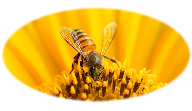 Jarabe propóleo miel abejas natural más vitamina C niños ...