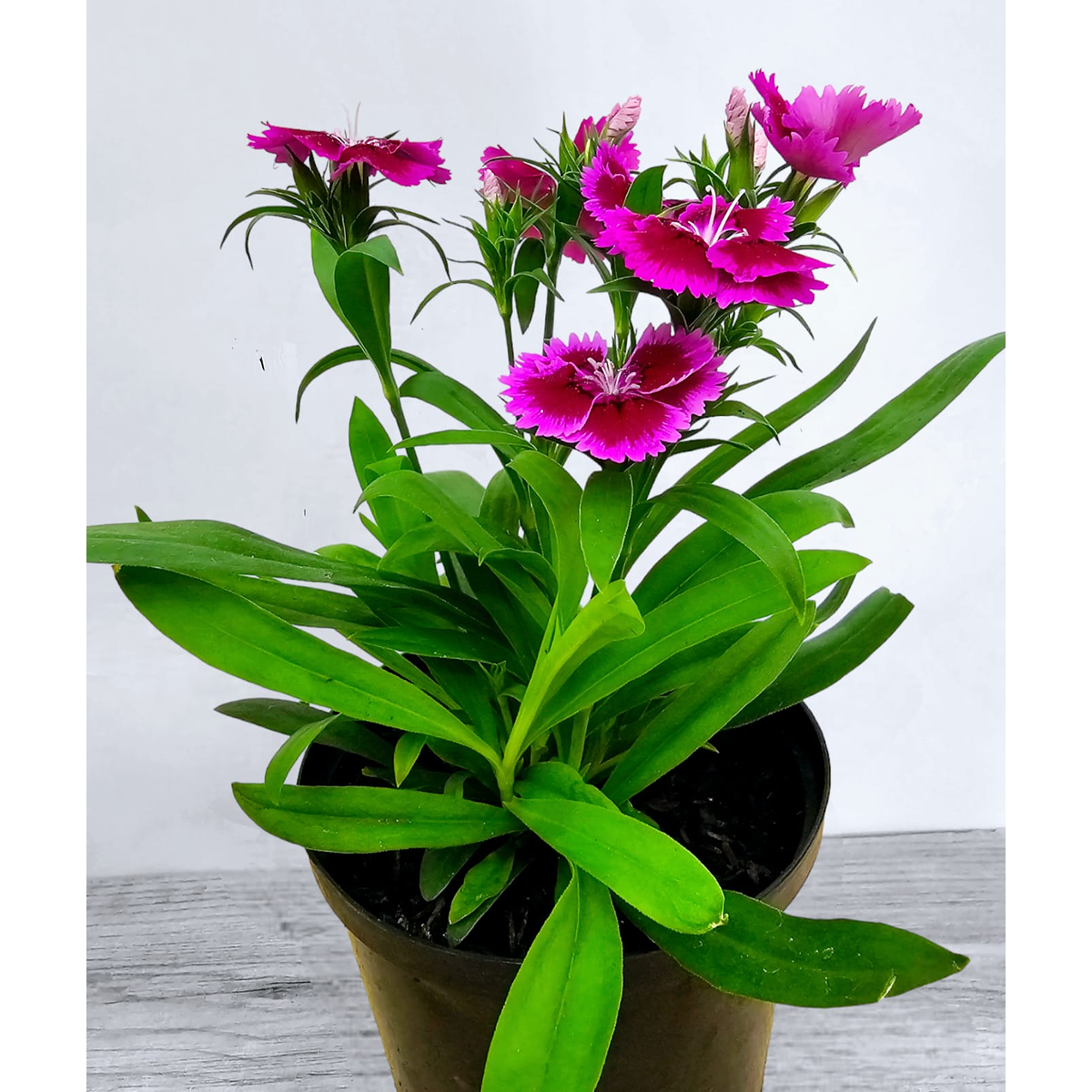 Planta Clavelina o Clavel Chino Morado