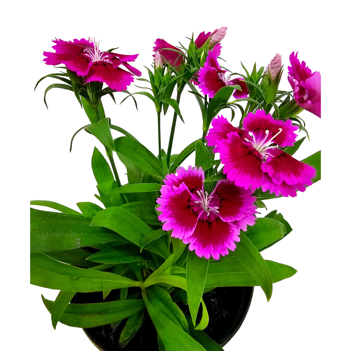 Planta Clavelina o Clavel Chino Morado