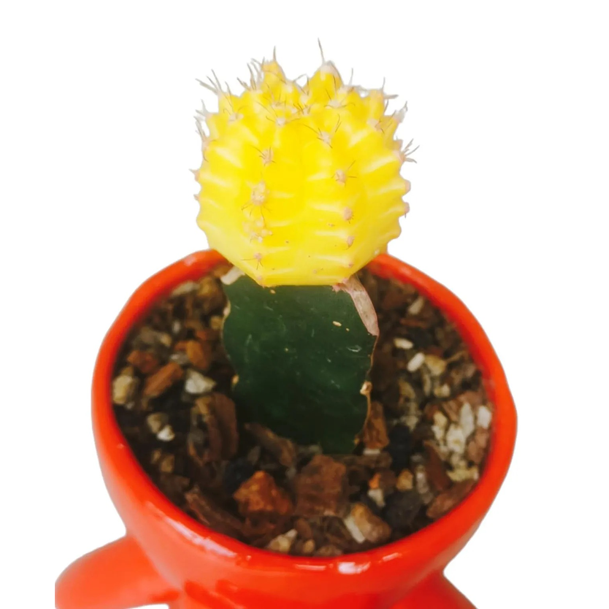 Cactus Coreano En Matera Humano Sentado