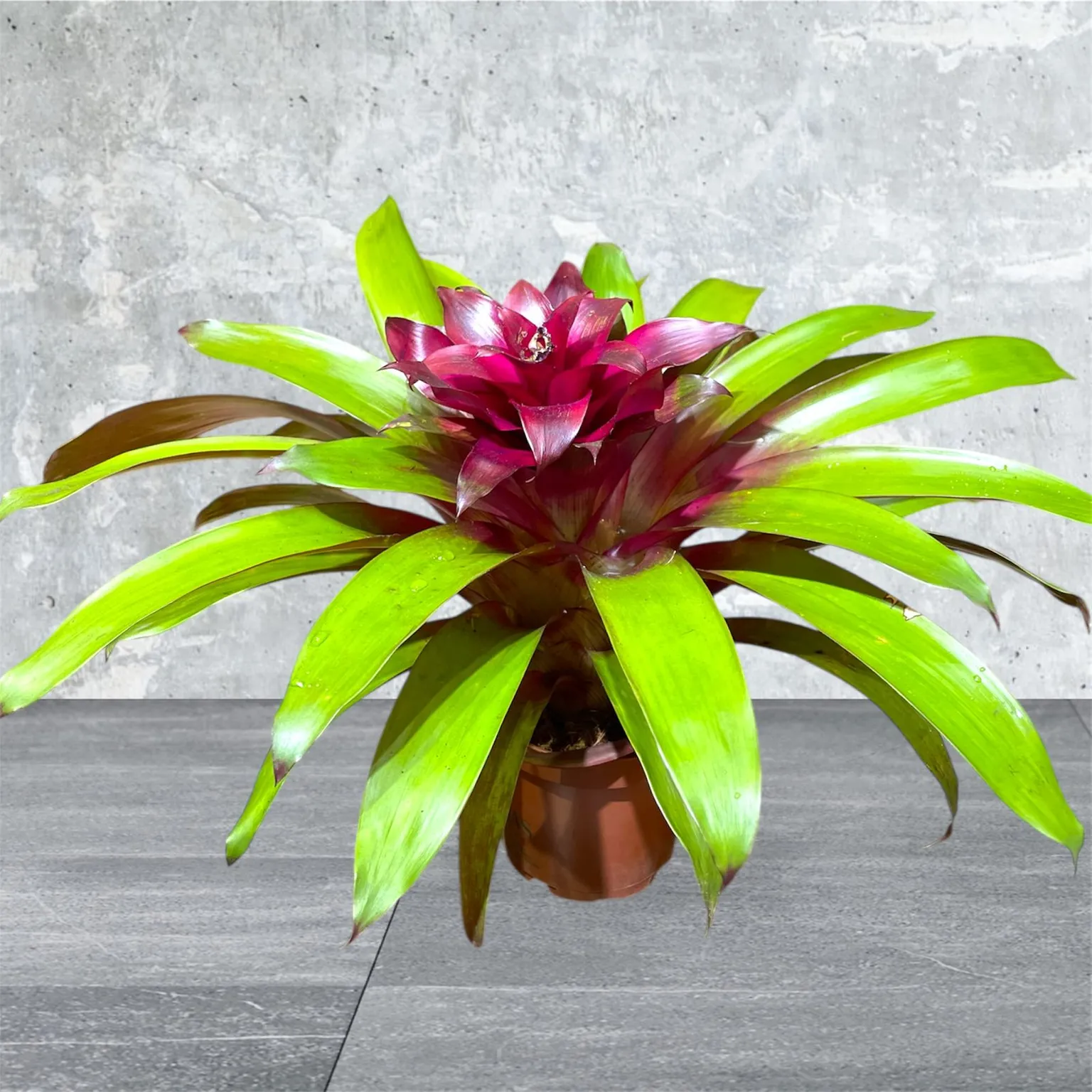 Planta Bromelia Morada