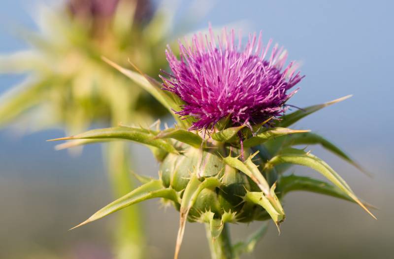 Cardo mariano