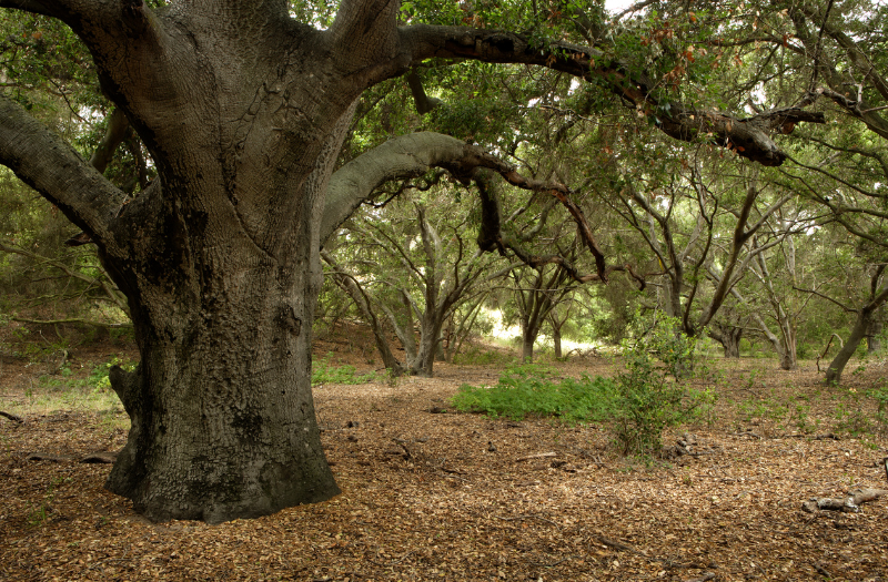 El Roble sagrado, fuerza, protección y sabiduría en la bruje