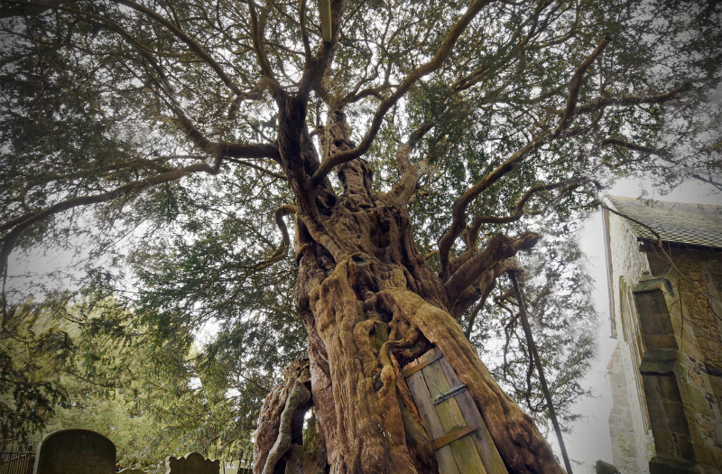 El Tejo Milenario, testigo de la historia y símbolo de longe
