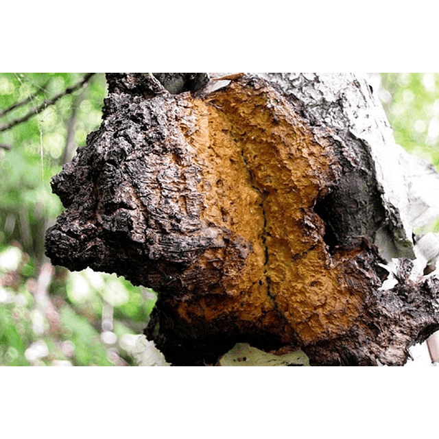 Fungi Pharma Extracto De Hongo Chaga Inmunomodulador