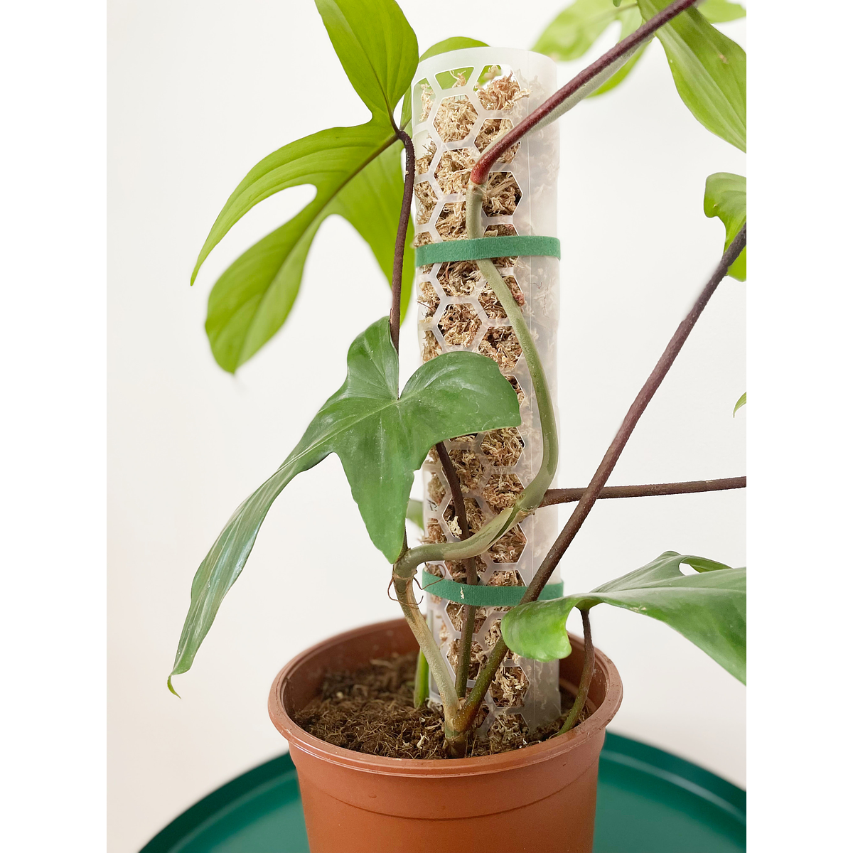 Tutor de musgo esfagno