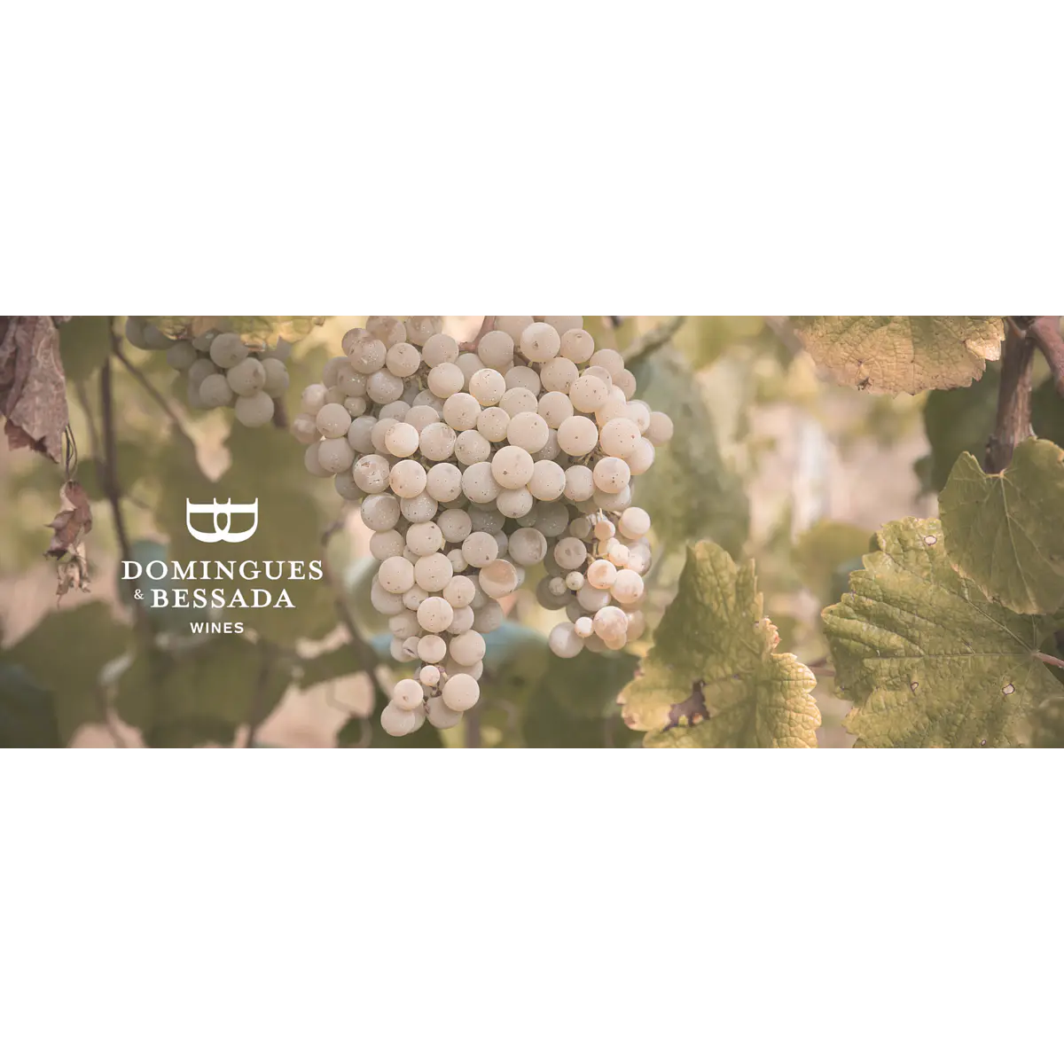 Antaia (Domingues & Bessada)