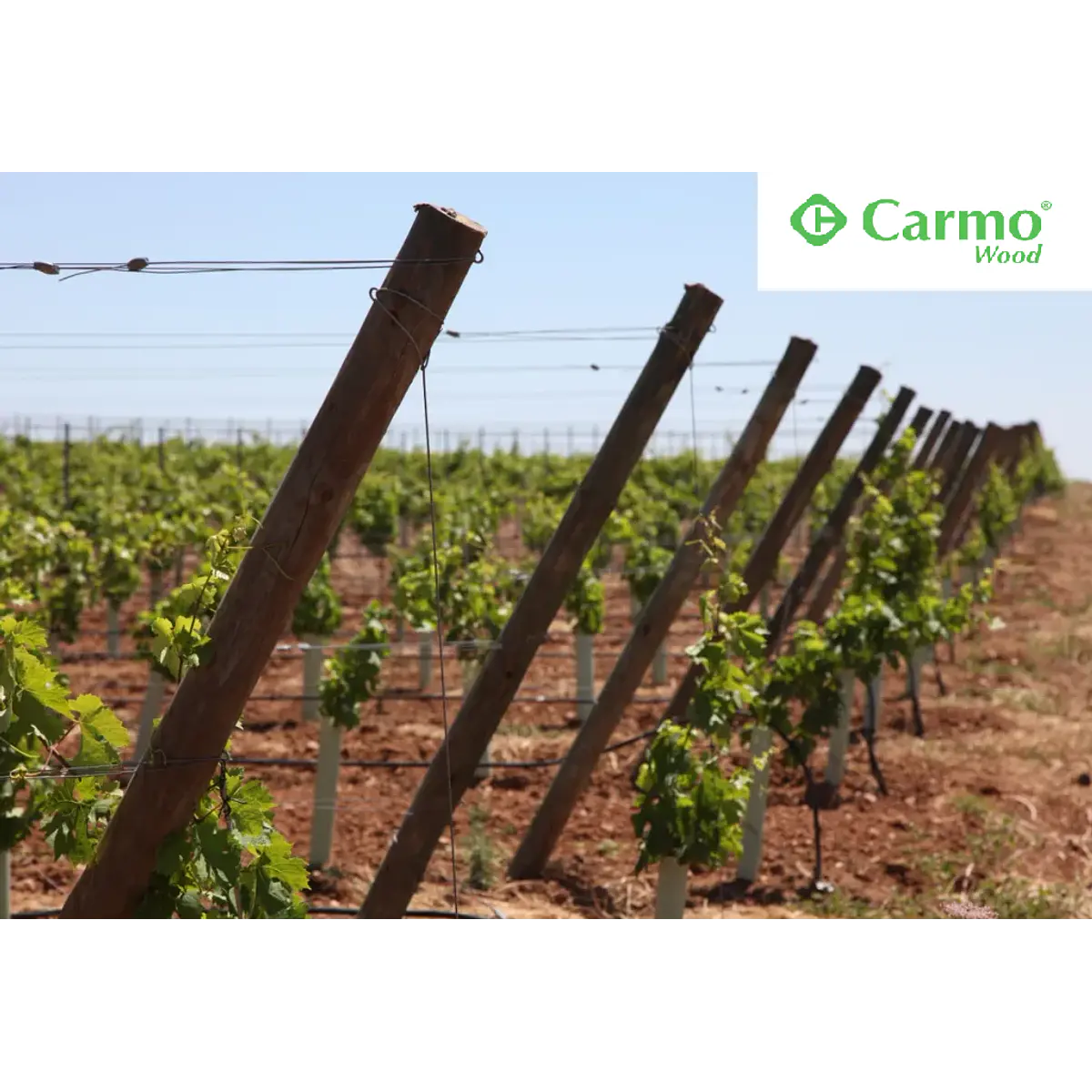 Postes de Madeira Cabeceira | ViticulturePró
