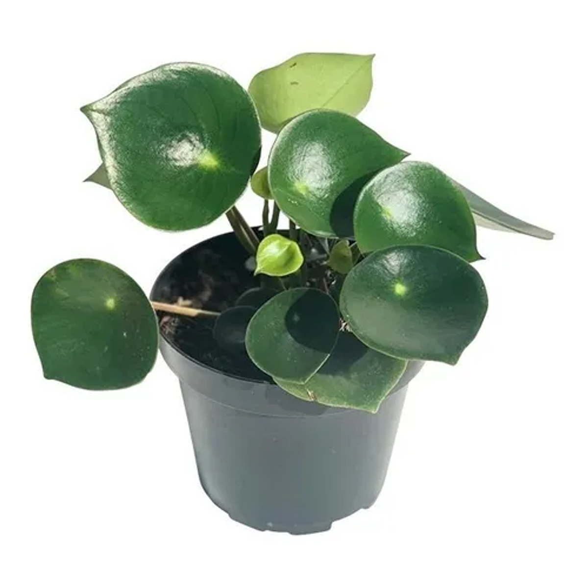 Peperomia Verde Más Sustrato Organico + Maceta Vivero