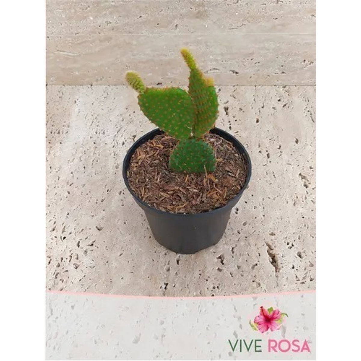 Cactus Mickey Mouse En Maceta Tipo Vivero + Sustrato
