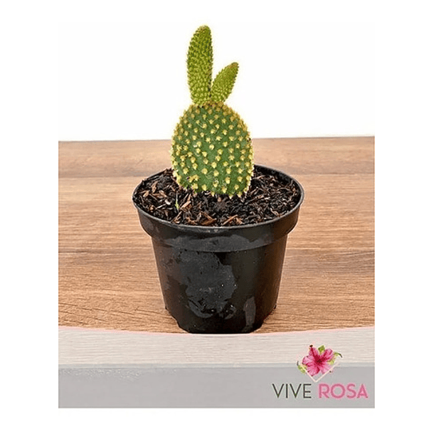 Cactus Mickey Mouse En Maceta Tipo Vivero + Sustrato