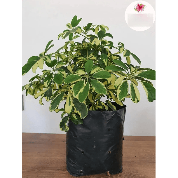 Cheflera Natural Más Sustrato Orgánico Más Maceta Vivero