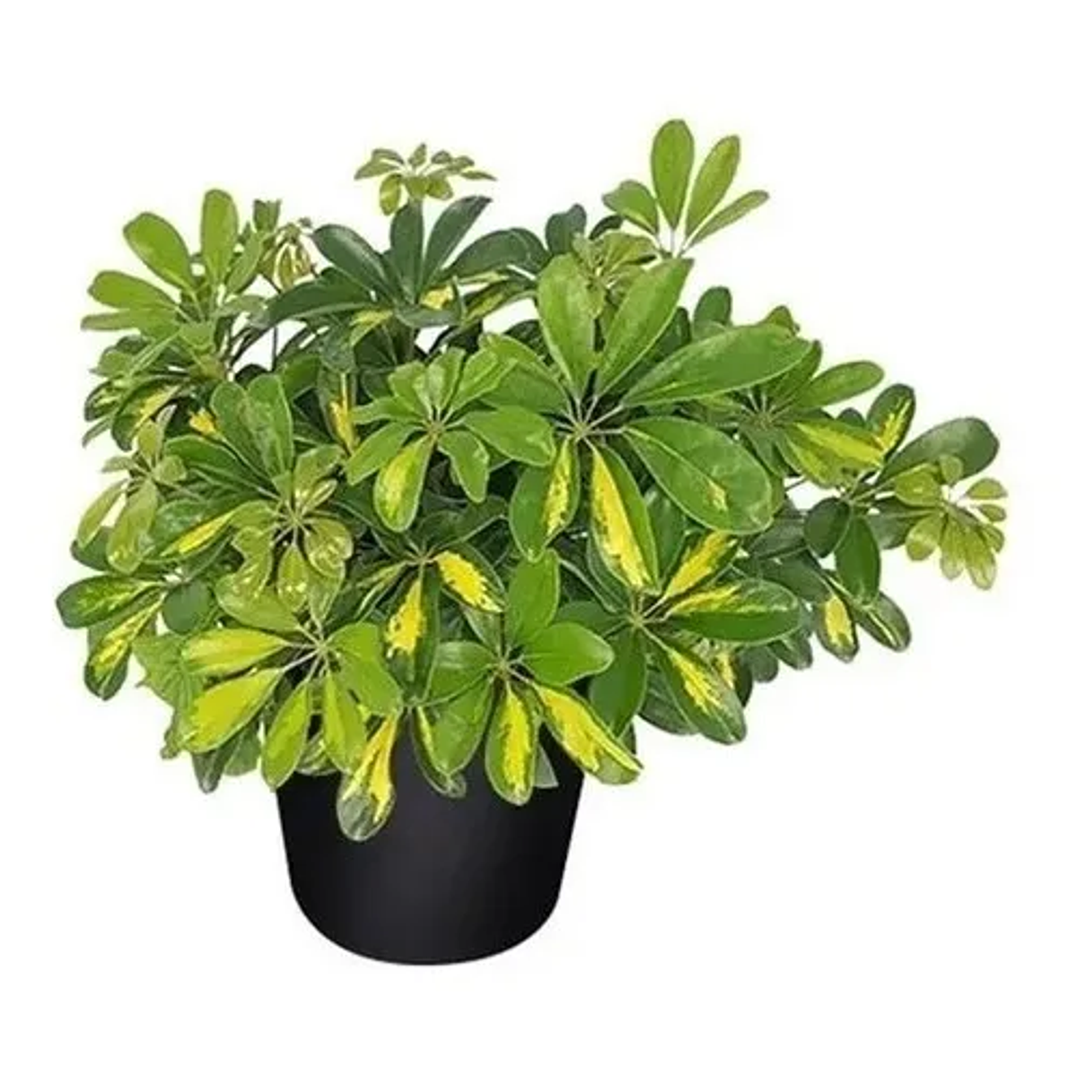 Cheflera Natural Más Sustrato Orgánico Más Maceta Vivero