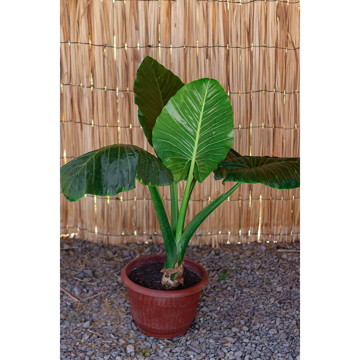 Alocasia macrorrhiza (Manto de Eva)