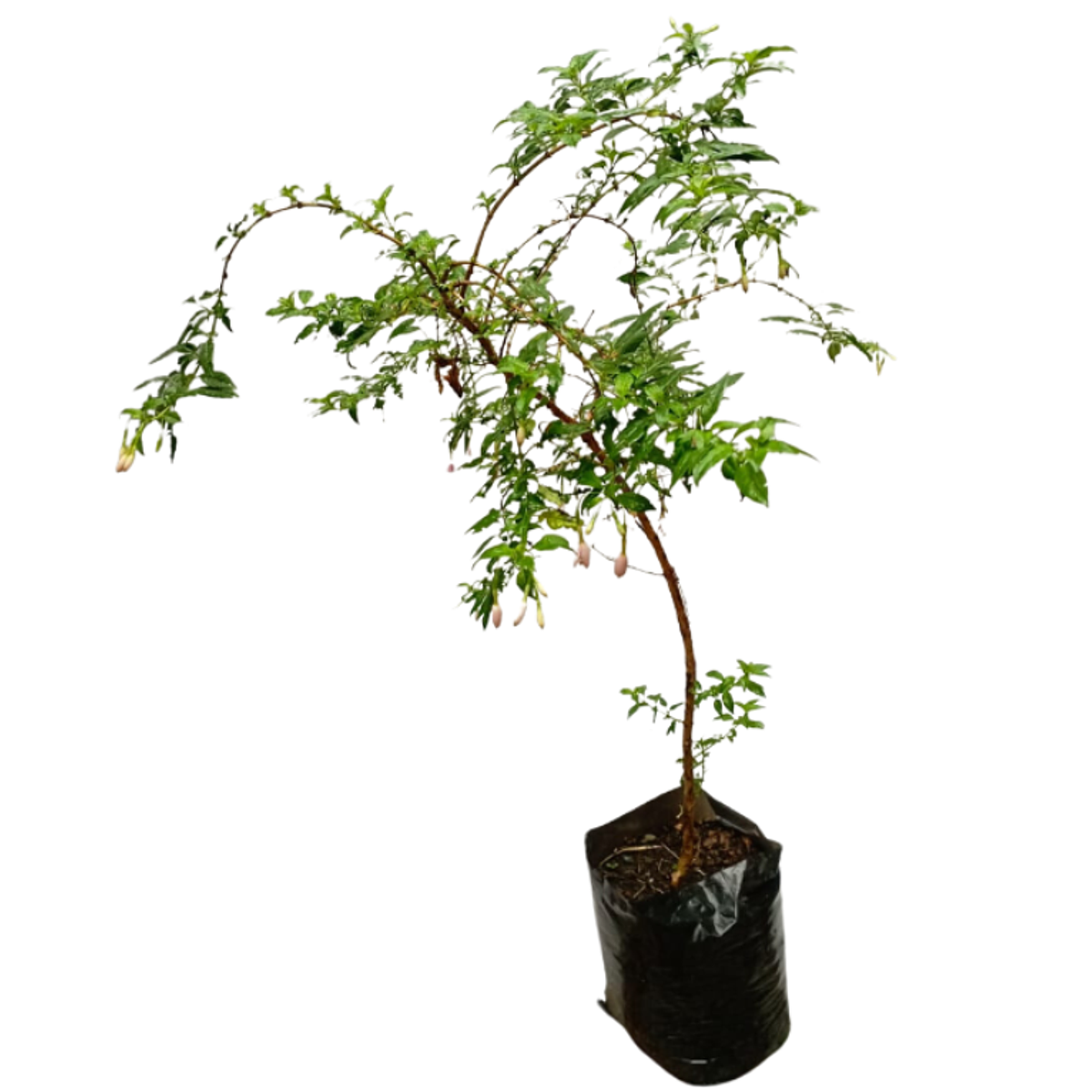 Chilco Rosado - Fuchsia Magellanica var. molinae