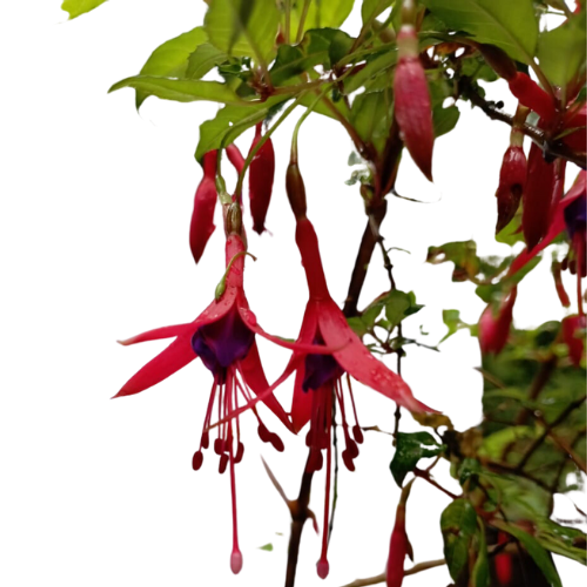 Chilco Rojo - Fuchsia Magellanica
