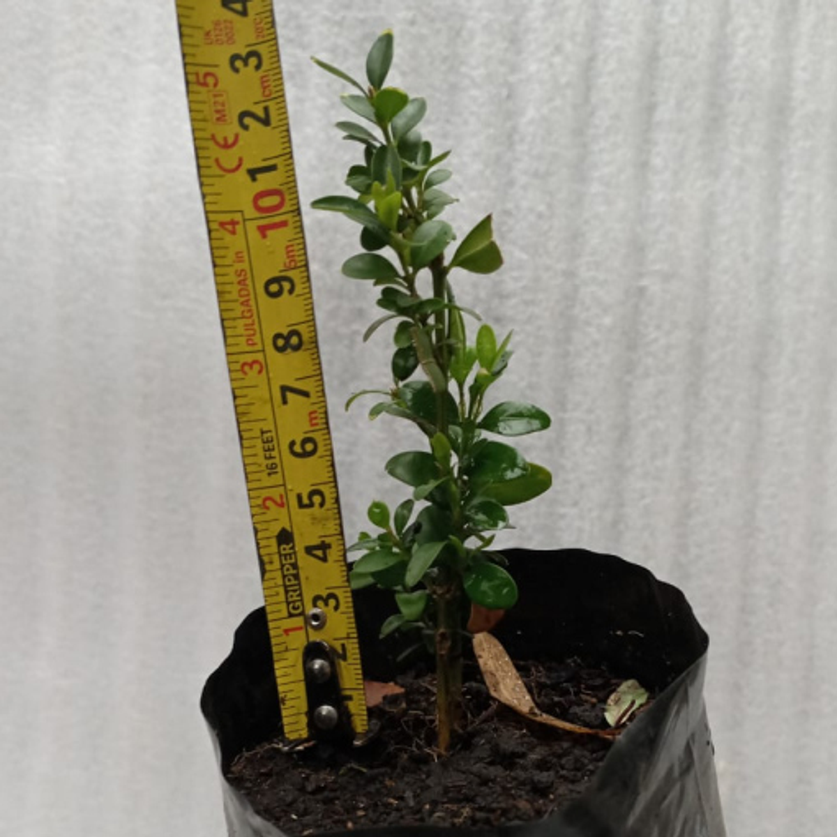 Boj - Buxus sempervirens