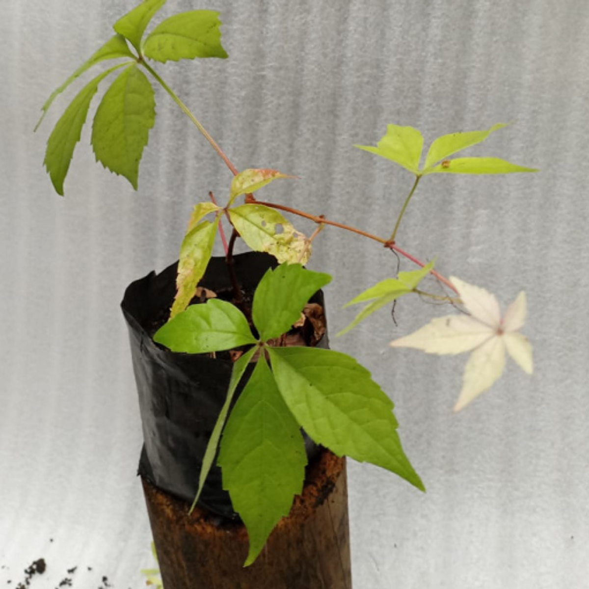 Parra Virgen - Parthenocissus spp.