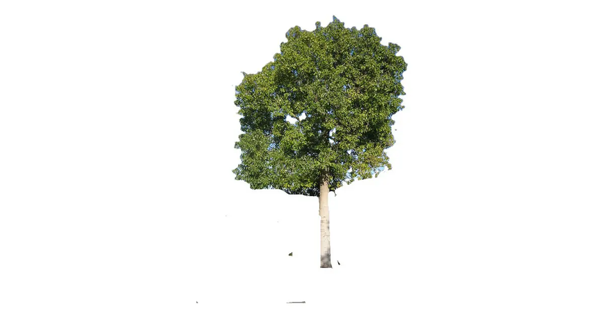 Brachichito/ Brachychiton Populneus / Árbol Ornamental