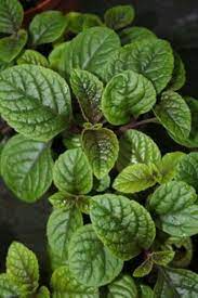 Dolar Negro verde variagado