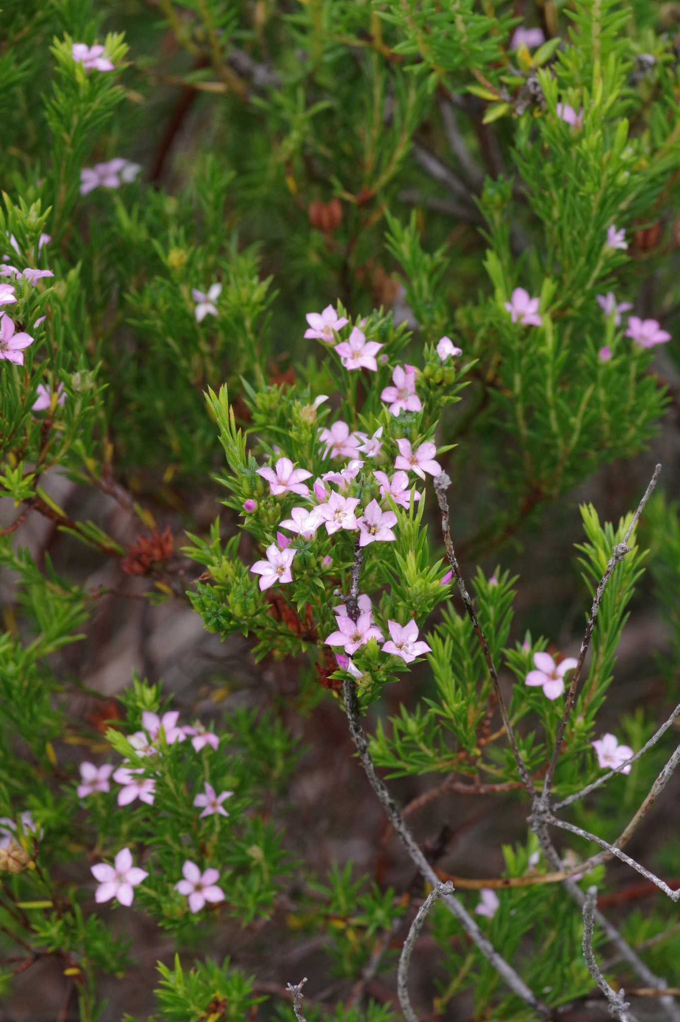 Diosmas 60cm rosada y blanca