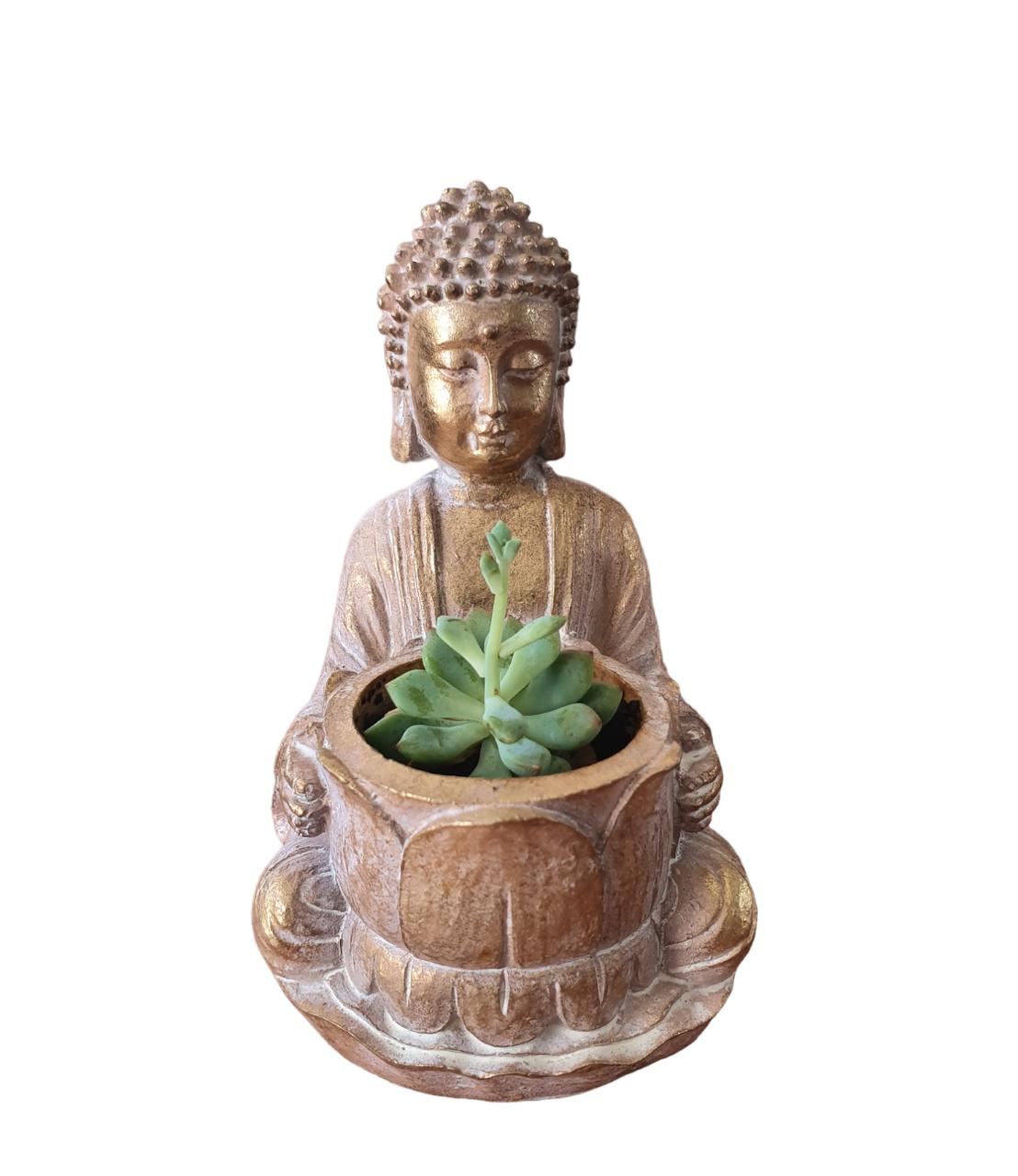 Buda con Suculenta | Feel Flowers