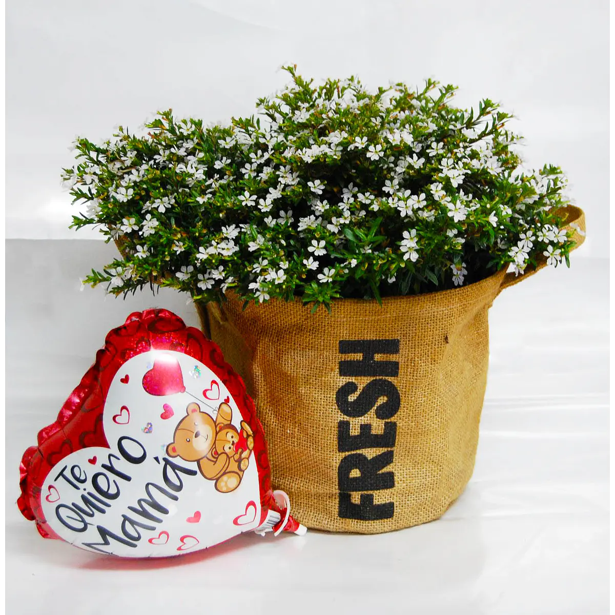 Plantas | Feel Flowers