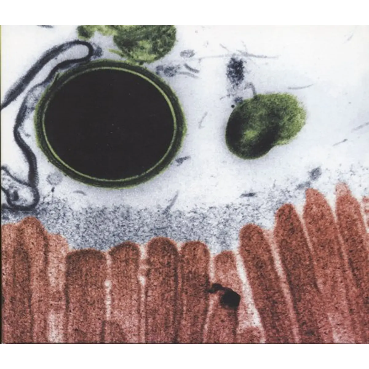 [ALBUM] cell. (1st Press Limited Edition)